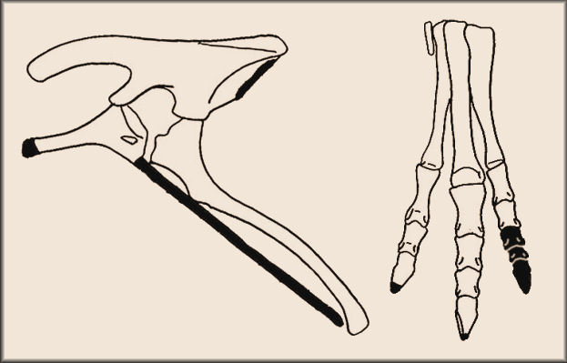 Images and collectibles of living & extinct animals