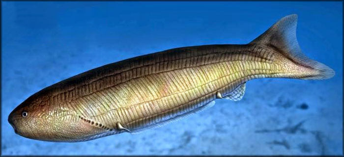 Images and collectibles of living & extinct animals