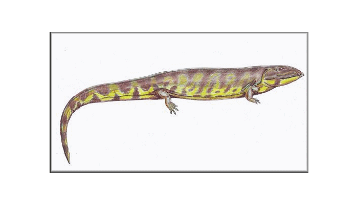 Dinosaurs|Extinct Life|Extinction|Prehistoric Animals|The Dinosaur Fan