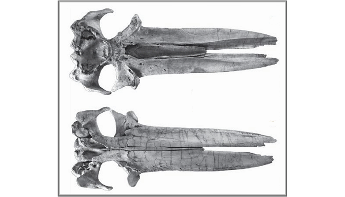 Dinosaurs|Extinct Life|Extinction|Prehistoric Animals|The Dinosaur Fan