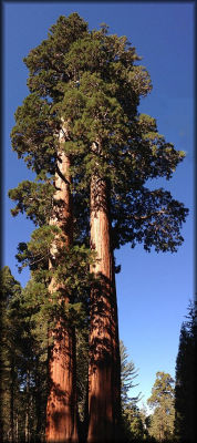 Images and collectibles of living & extinct animals