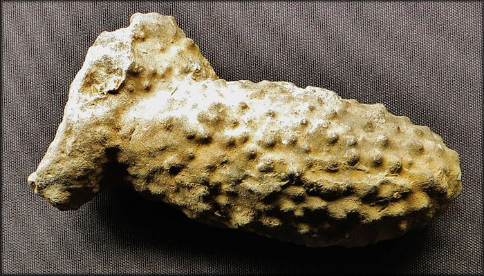 Images and collectibles of living & extinct animals