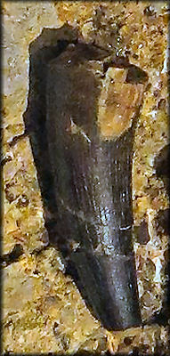 Images and collectibles of living & extinct animals