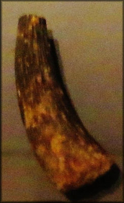 Images and collectibles of living & extinct animals