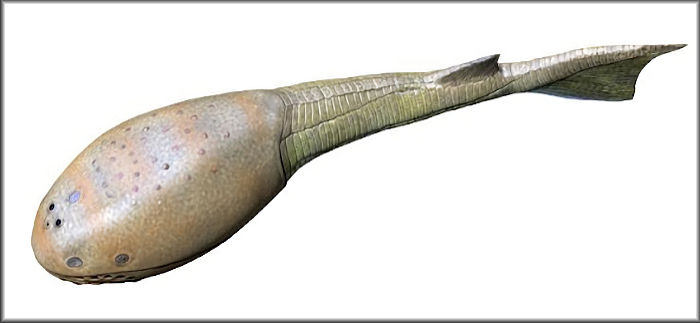 Ordovician Jawless Fish Nobu Tamura On X: "Continuing The Series On
