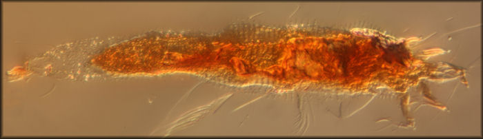 Dinosaurs|Extinct Life|Extinction|Prehistoric Animals|The Dinosaur Fan