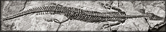 Images and collectibles of living & extinct animals