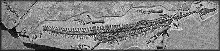 Images and collectibles of living & extinct animals