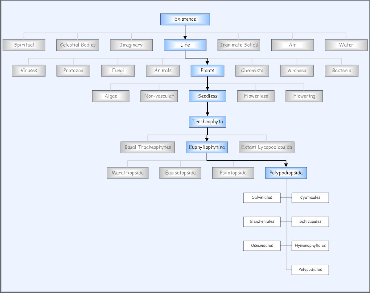 Diagram of Cladogram (family tree).