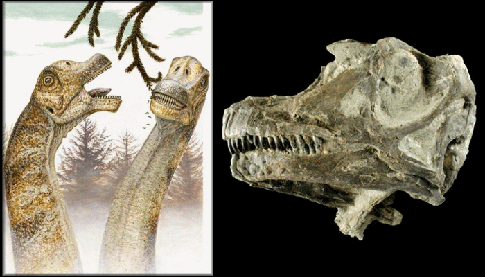 Images and collectibles of living & extinct animals