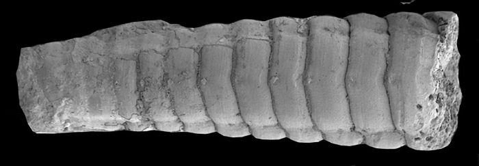 Images and collectibles of living & extinct animals