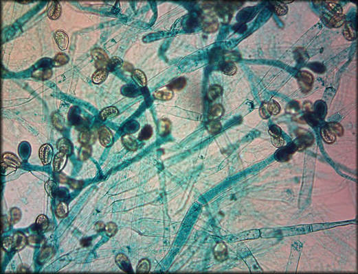 Images and collectibles of living & extinct animals