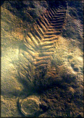 Selected images of all that exists