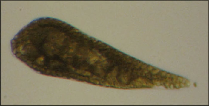 Images and collectibles of living & extinct animals