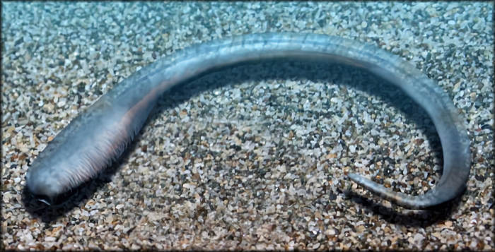 Images and collectibles of living & extinct animals