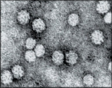 Images and collectibles of living & extinct animals