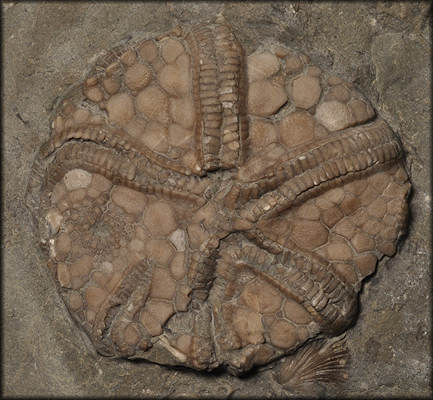 Selected images of all that exists