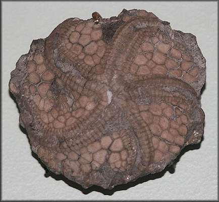 Selected images of all that exists