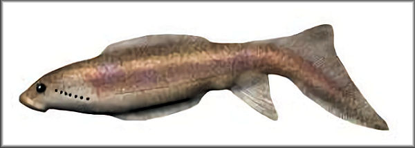 Images and collectibles of living & extinct animals