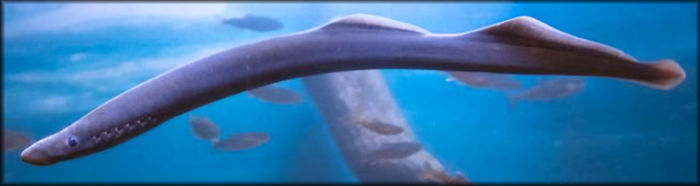Images and collectibles of living & extinct animals
