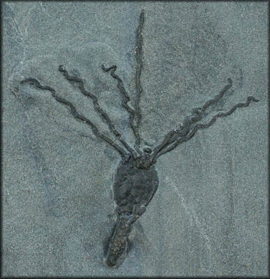 Images and collectibles of living & extinct animals