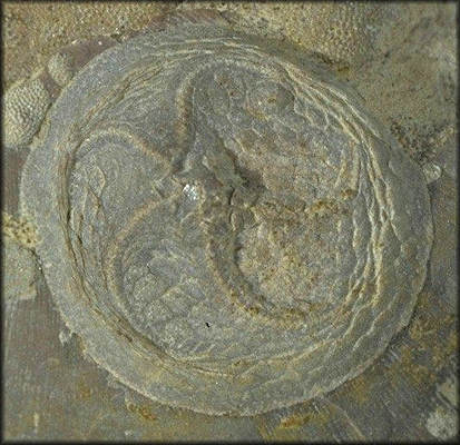 Selected images of all that exists