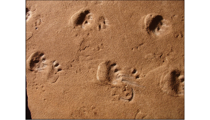 Images and collectibles of living & extinct animals