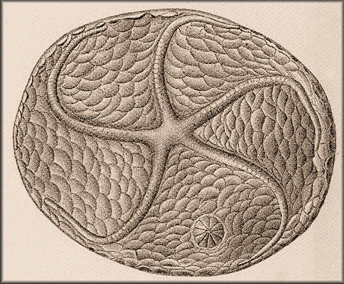 Selected images of all that exists