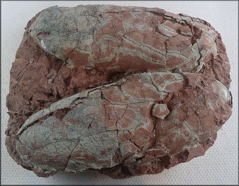 Selected images of all that exists