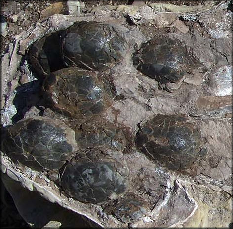 Selected images of all that exists