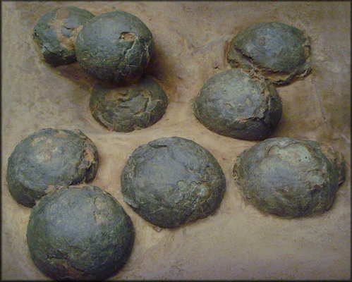 Selected images of all that exists