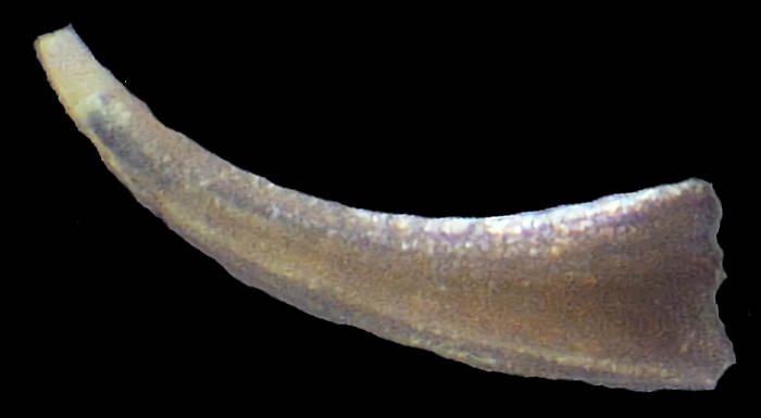 Images and collectibles of living & extinct animals