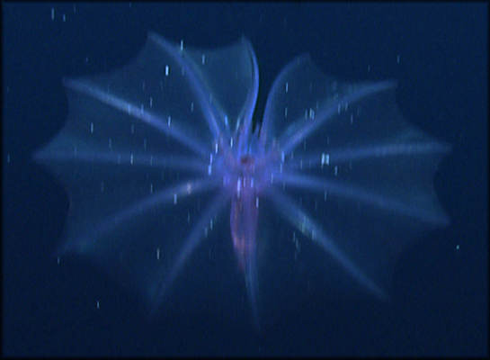 Images and collectibles of living & extinct animals