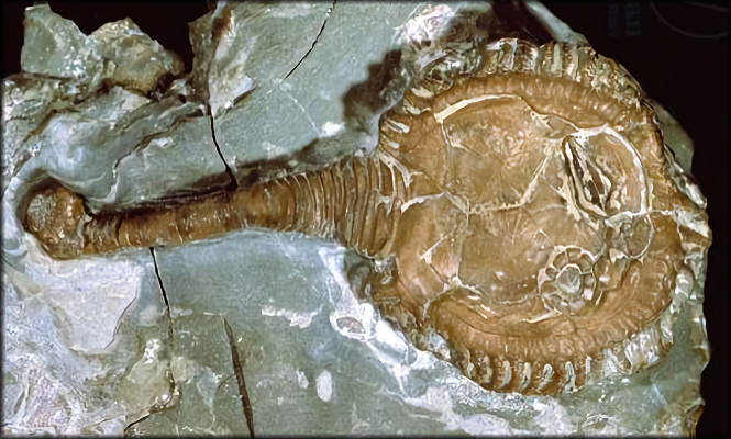 Selected images of all that exists