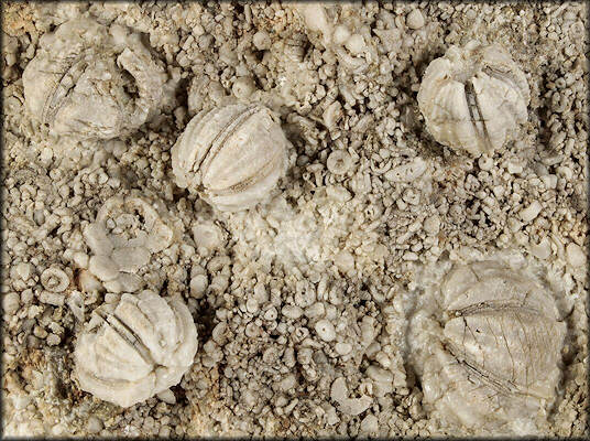 Selected images of all that exists