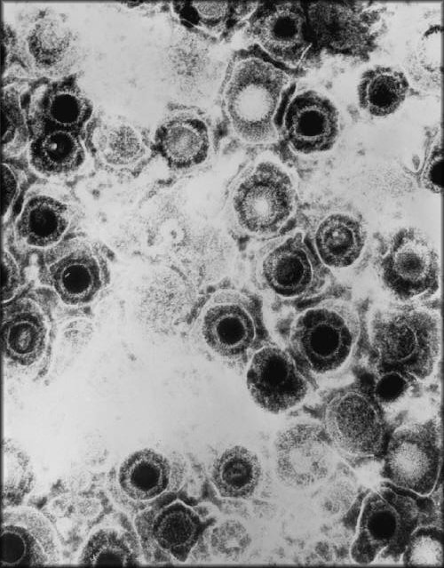 Images and collectibles of living & extinct animals