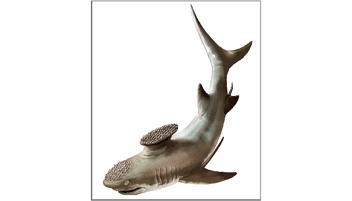 Images and collectibles of living & extinct animals