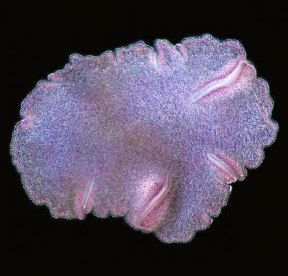 Images and collectibles of living & extinct animals