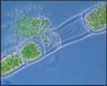 Images and collectibles of living & extinct animals