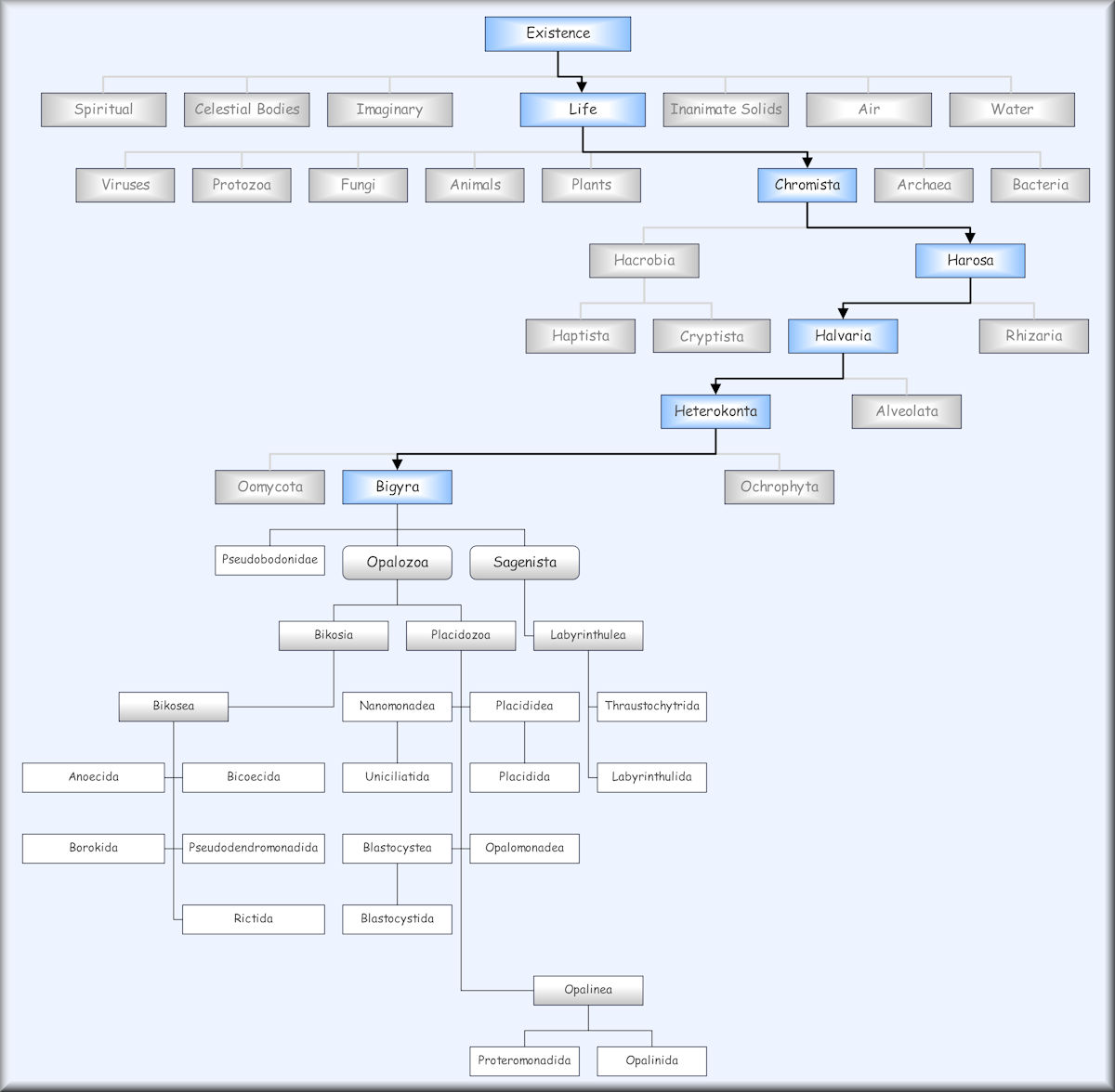 Diagram of Cladogram (family tree).