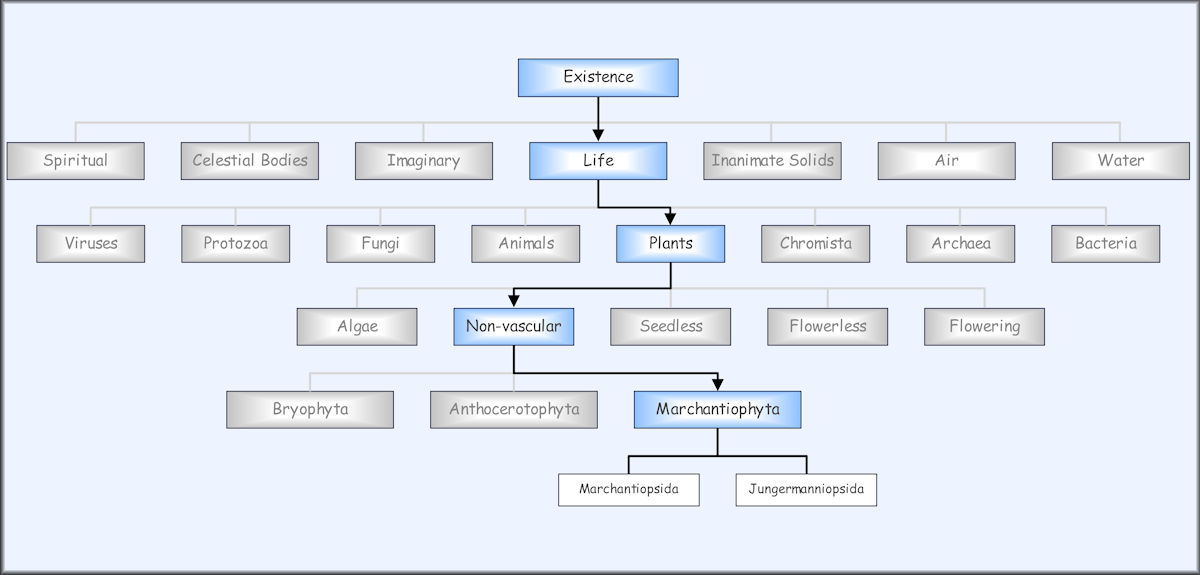 Diagram of Cladogram (family tree).