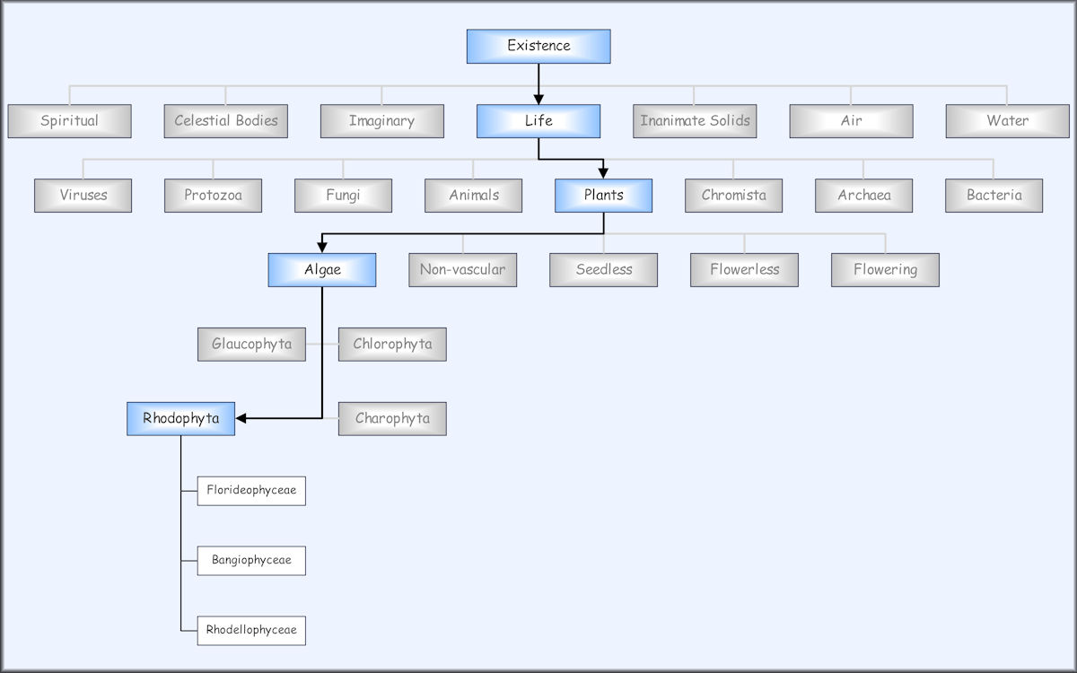 Diagram of Cladogram (family tree).