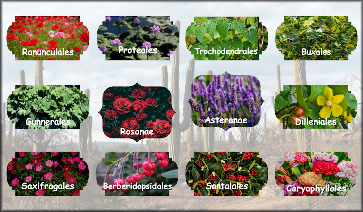 Visual family tree of flowering plant life