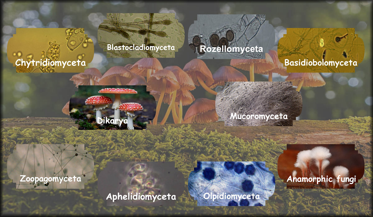Visual family tree of fungi